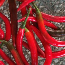 חנות - healing forest